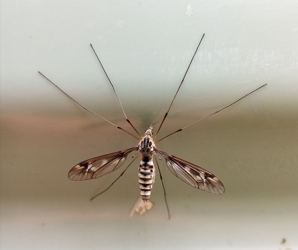 Leptotarsus decoratus from Taranaki 4391, New Zealand on January 03 ...
