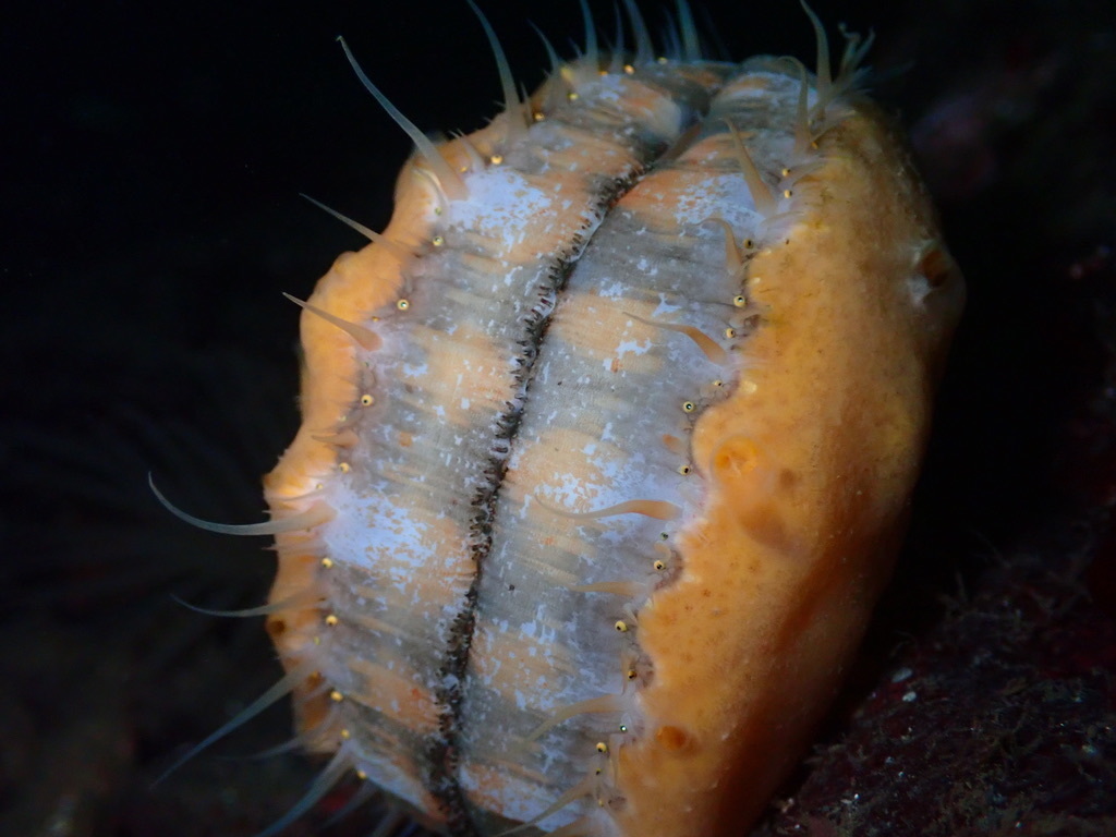 Spiny Scallop from Nanaimo, BC, Canada on December 19, 2021 at 11:39 PM ...