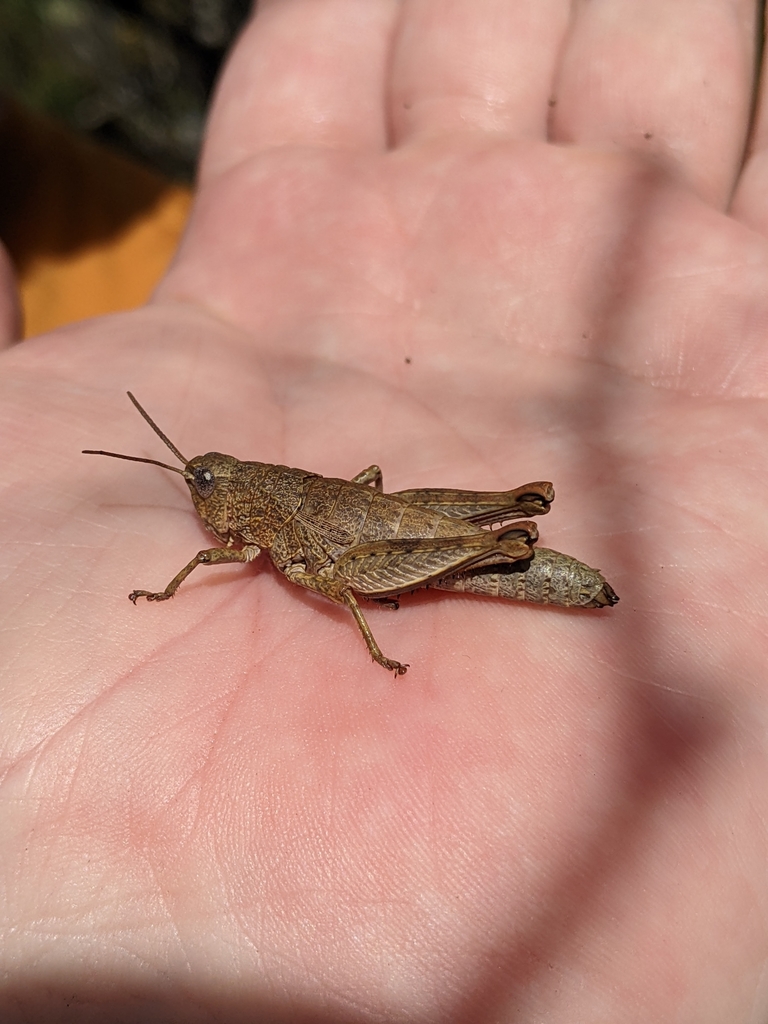 Catantopini from City of Glenorchy, TAS, Australia on December 29, 2021 ...