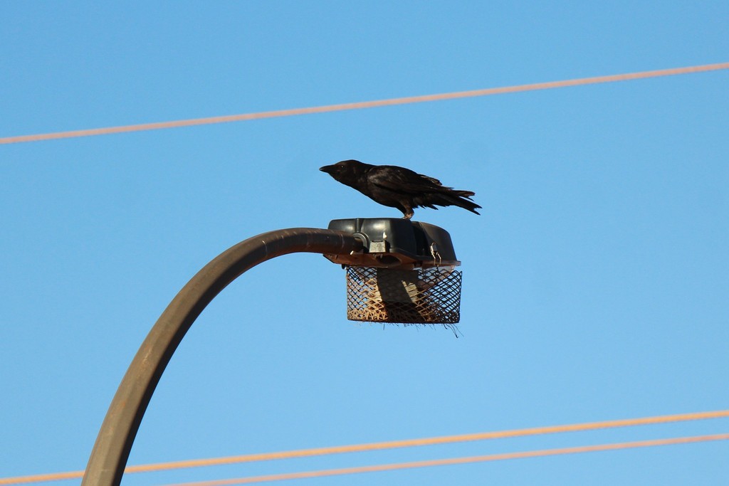 Crows and Ravens from Newman WA 6753, Australia on August 27, 2016 at ...