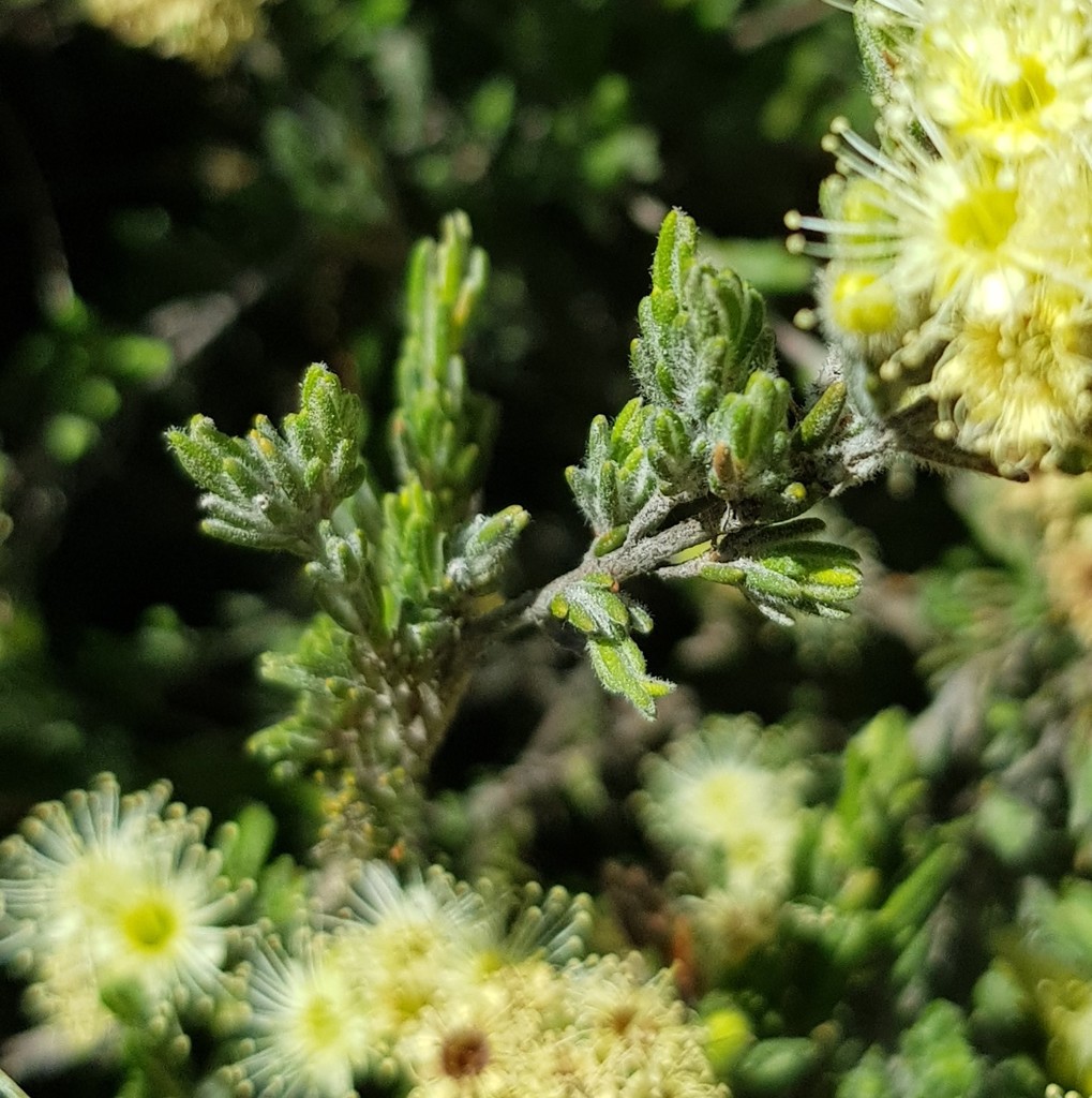 (Kunzea muelleri) - Botanical Realm