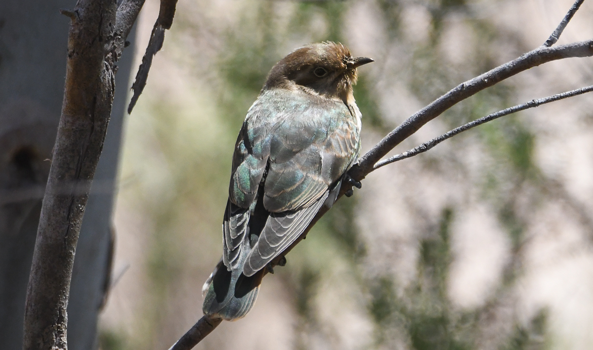 Chrysococcyx basalis (Horsfield, 1821)