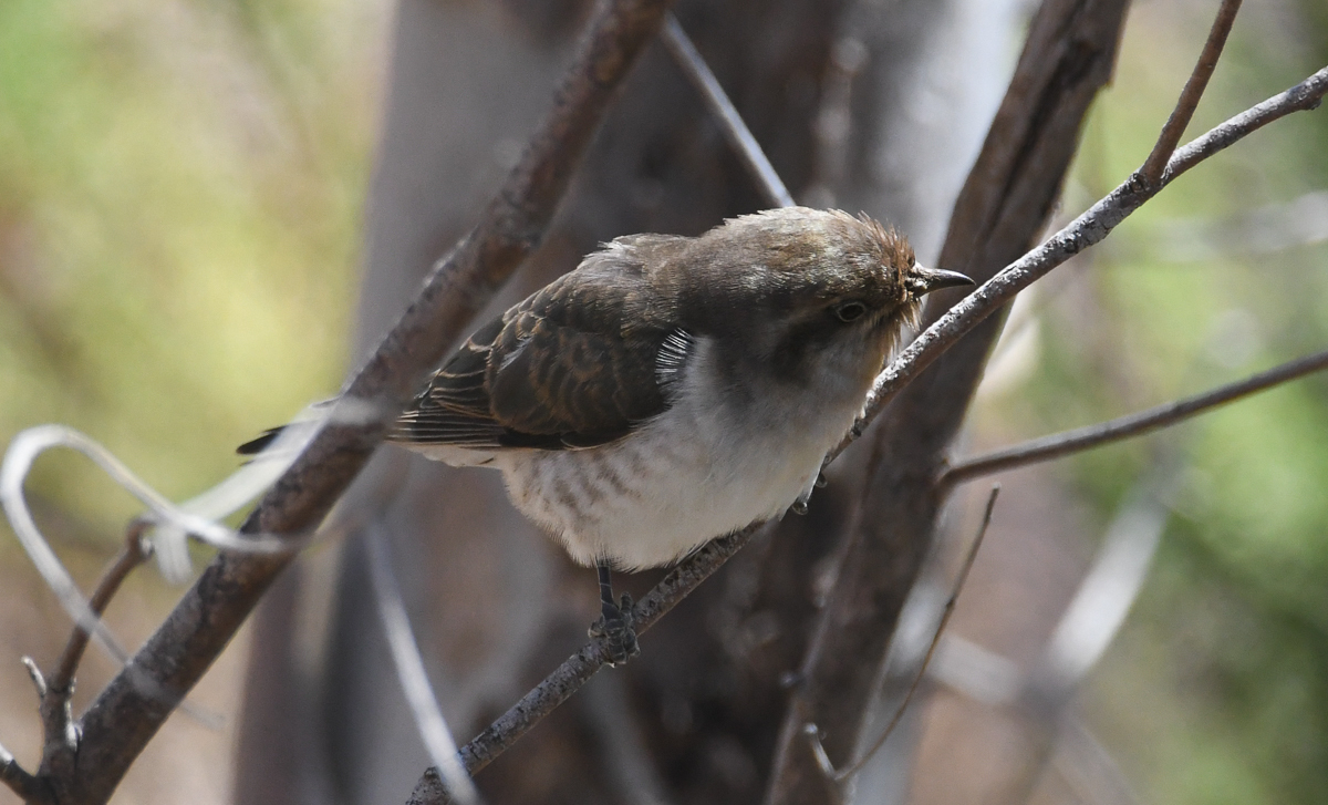 Chrysococcyx basalis (Horsfield, 1821)