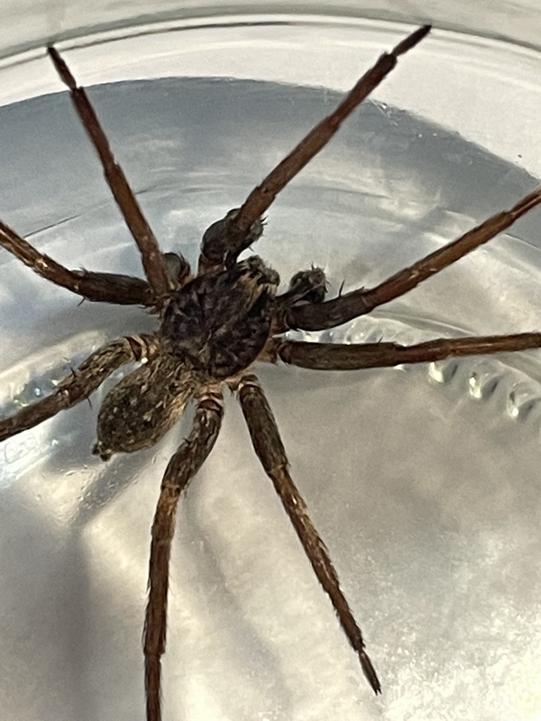 Little Tarantula from Frankston South, VIC, AU on January 03, 2022 at ...