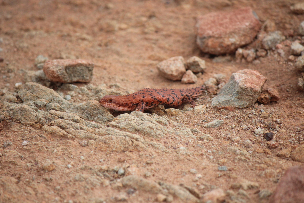 Western Pilbara Spiny-tailed Skink from Newman WA 6753, Australia on ...