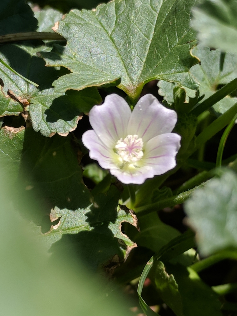 dwarf mallow from Northern Walnut Creek Trail 16, Austin, TX 78758, USA ...