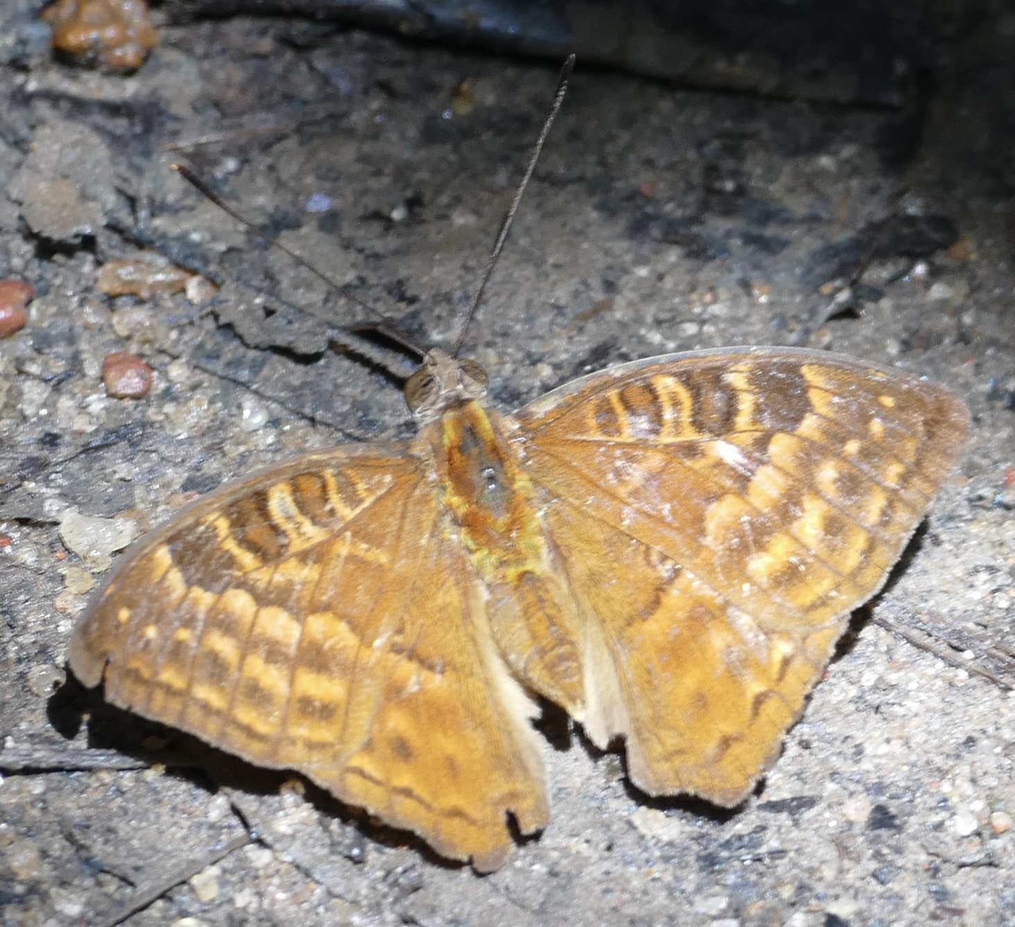 Euriphene Boisduval, 1847