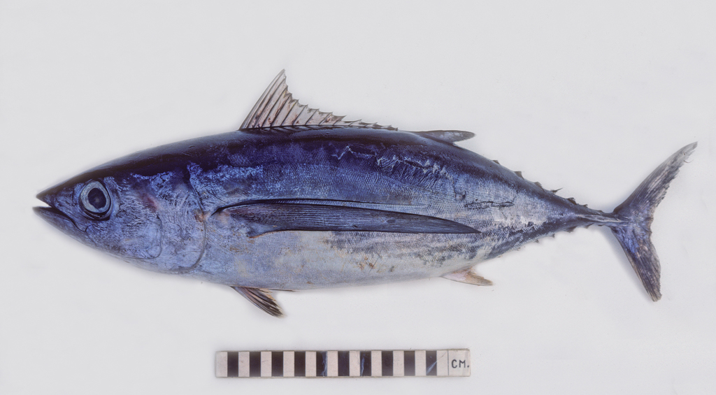 Albacore from 14 n.miles ENE of Green Cape, NSW, Australia on May 6 ...