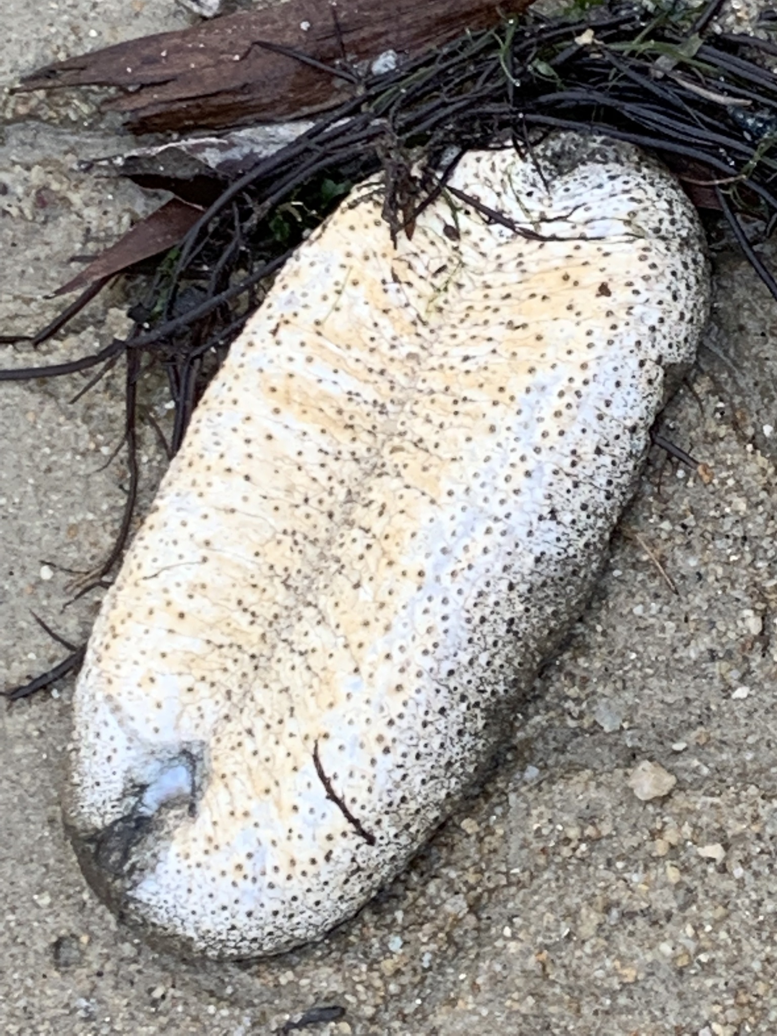 Holothuria scabra Jaeger, 1833