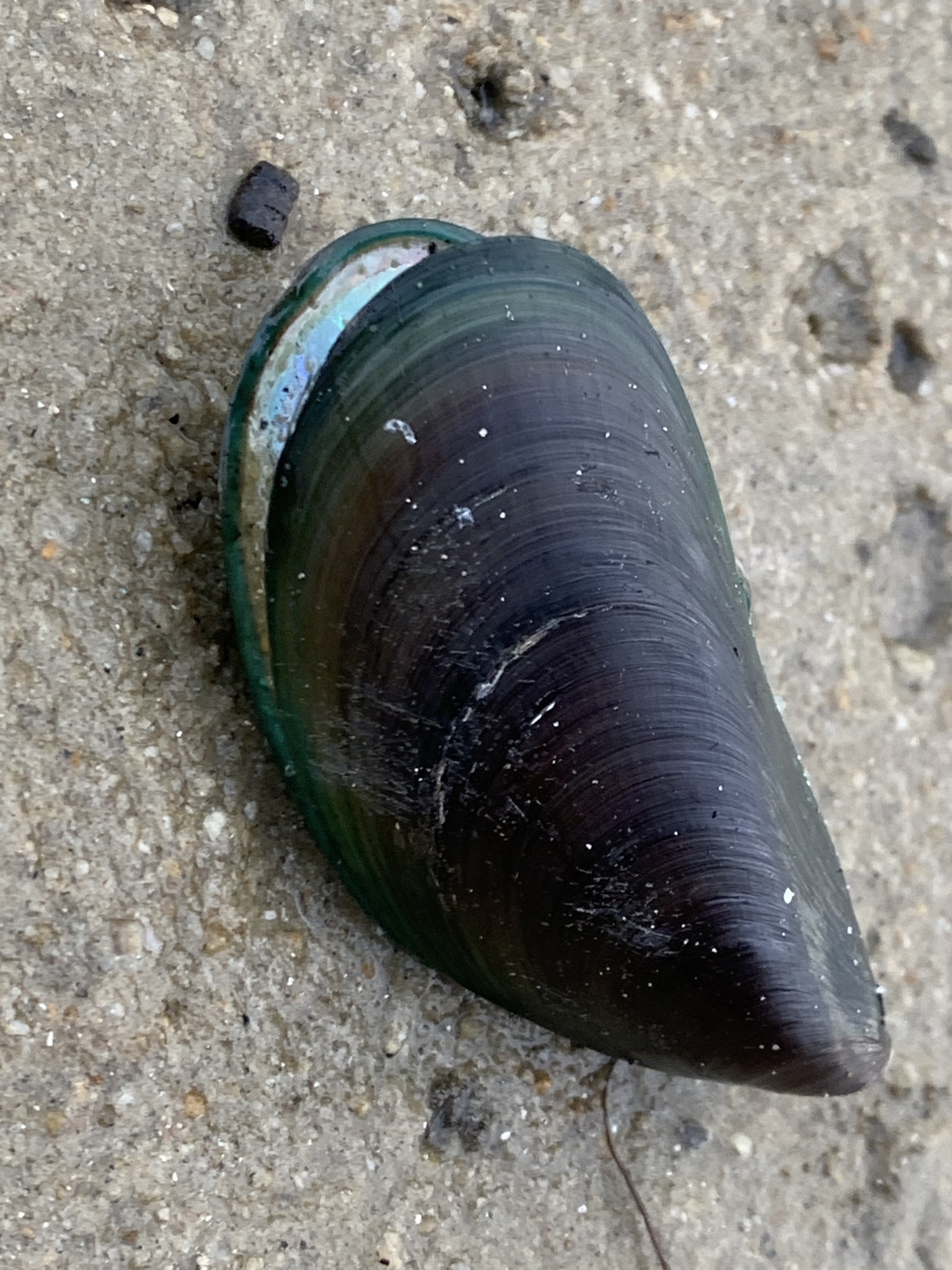 Perna viridis (Linnaeus, 1758)