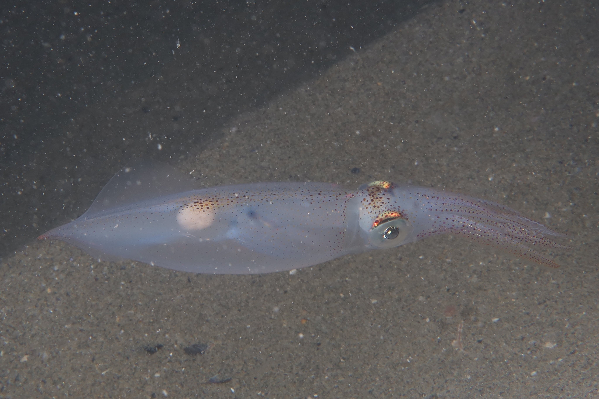 Alloteuthis media (Linnaeus, 1758)