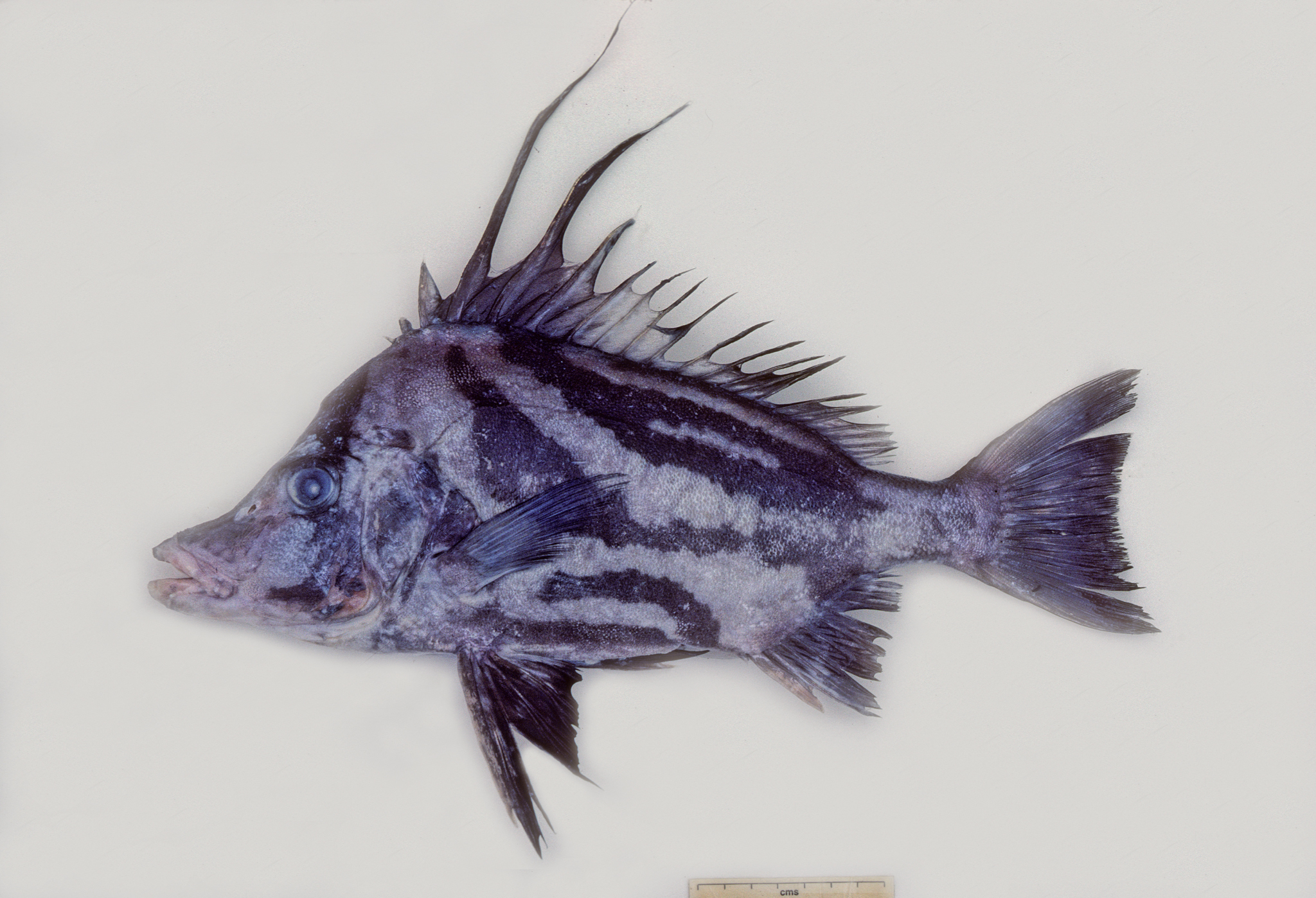 Paristiopterus labiosus (Günther, 1872)