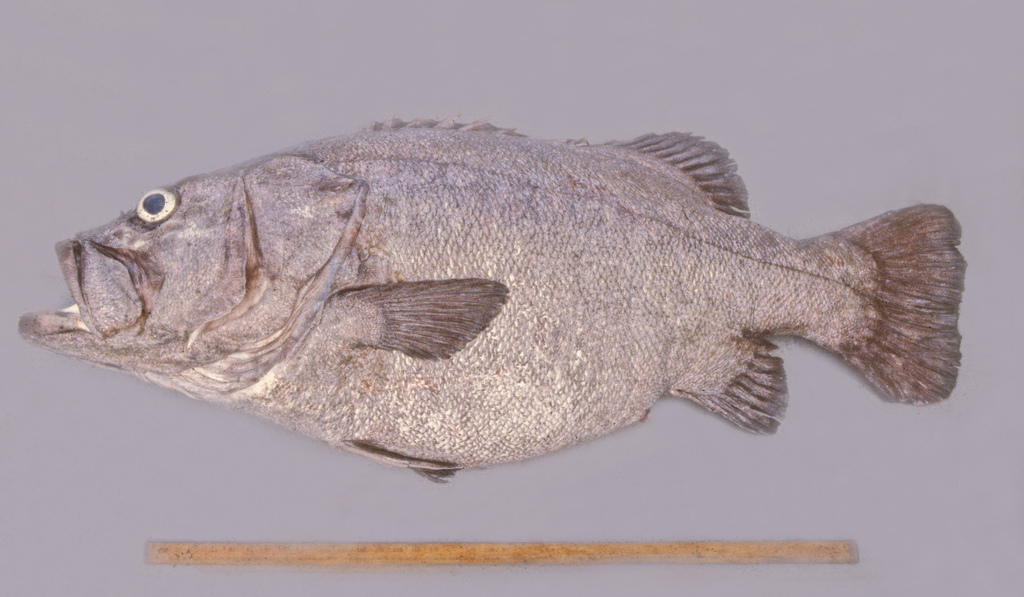 Atlantic Wreckfish (Polyprion americanus) - Marine Life Identification