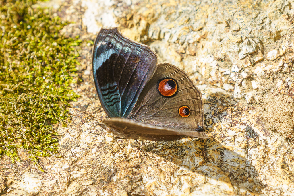 African Pansy from Mulanje, Malawi on January 02, 2022 at 03:34 PM by ...