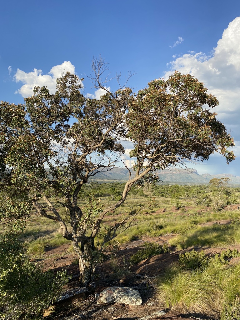Lavender Feverberry (Croton gratissimus) - Botanical Realm