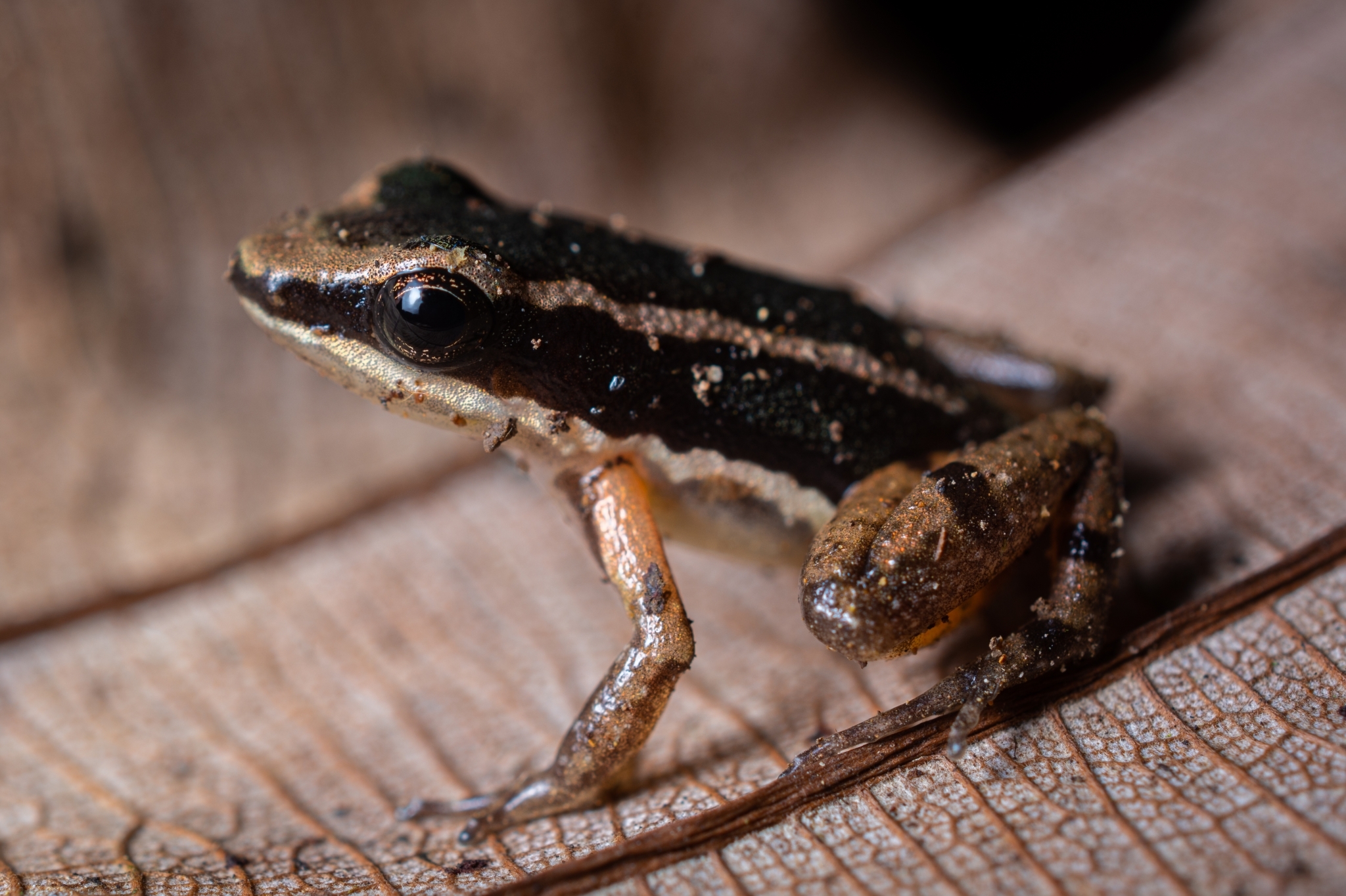 Allobates talamancae (Cope, 1875)