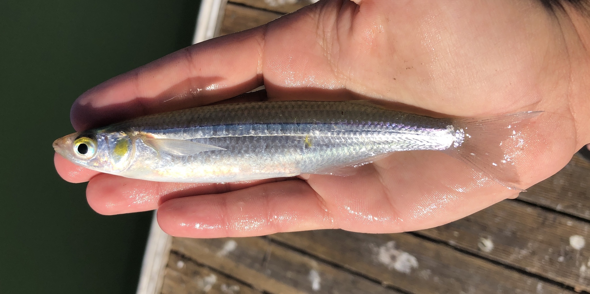 Atherinops affinis (Ayres, 1860)