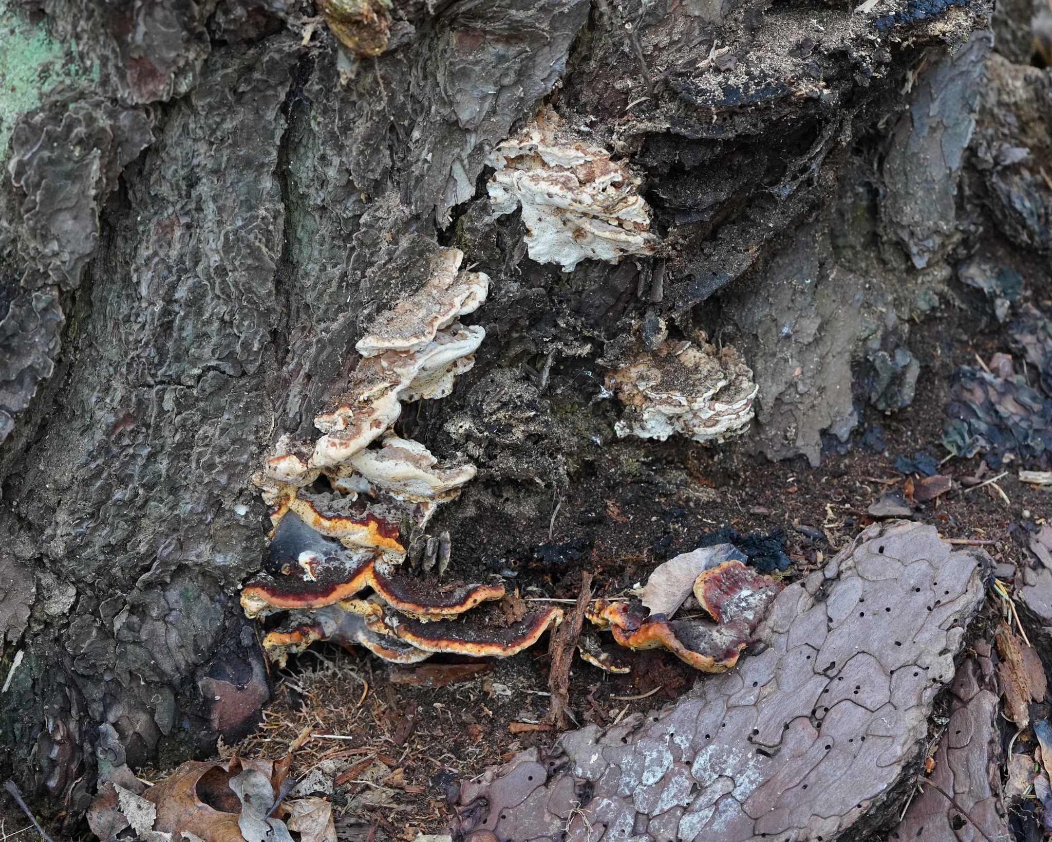 Heterobasidion irregulare Garbel. & Otrosina