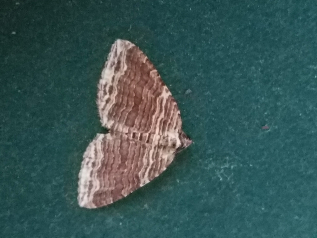 Many-lined Carpet Moth in April 2018 by Hilda Flamholtz · iNaturalist