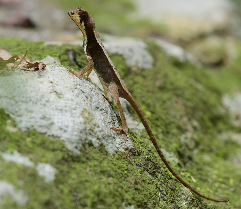Indian Kangaroo Lizard in March 2021 by anilamanalil · iNaturalist