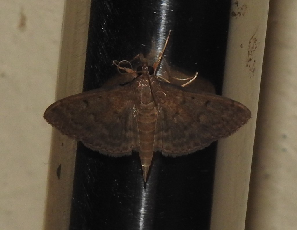 Dusky Herpetogramma Moth from Indian Institute Of Technology, Chennai ...