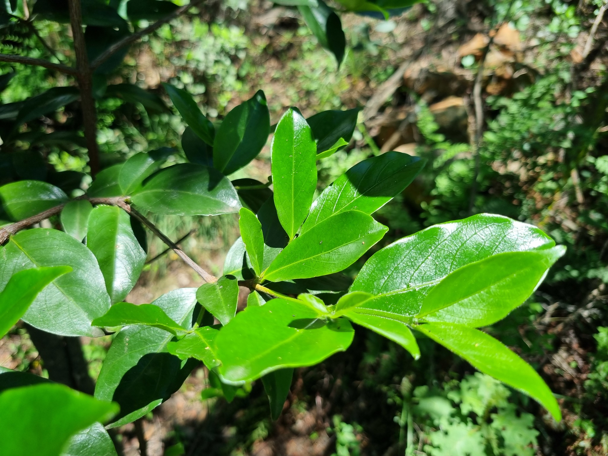 Rothmannia capensis Thunb.