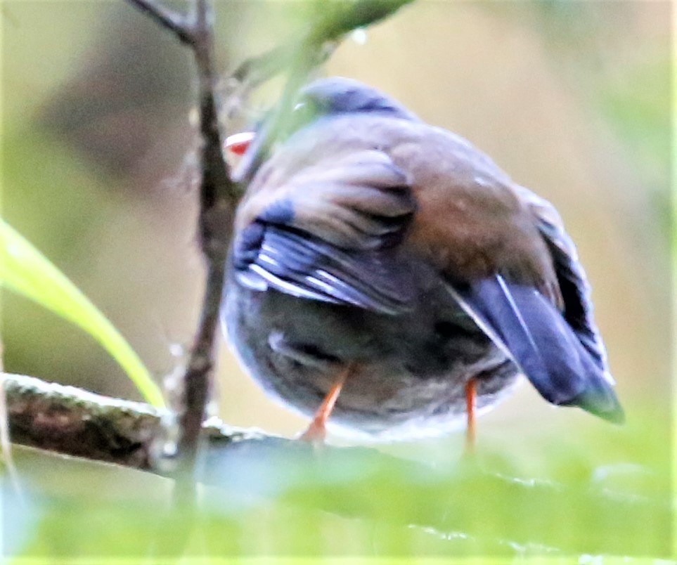 Varied Solitaire from Cerro Pirre, Panamá on October 31, 2021 at 07:38 ...