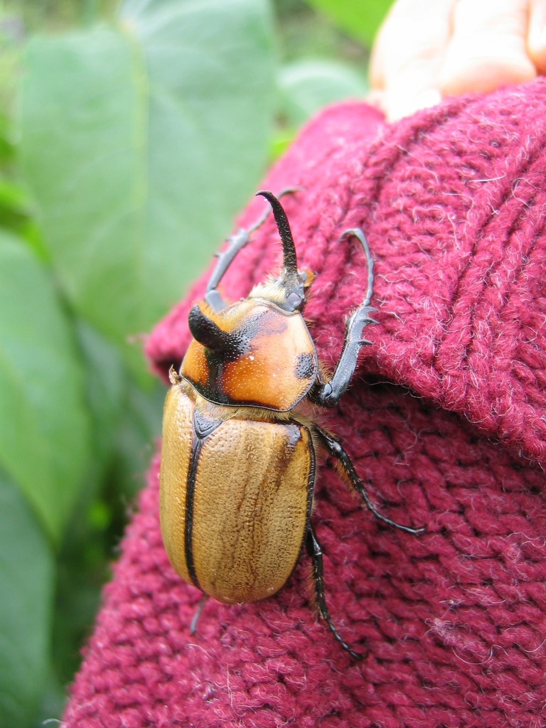 Golofa Beetles from Zapotitlan Salinas, Puebla. on August 31, 2008 by ...
