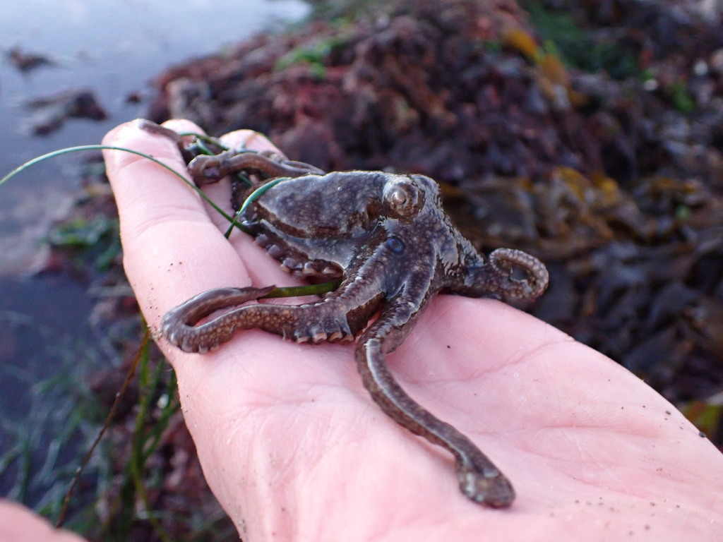 Lesser Two-spot Octopus from San Luis Obispo, California, United States ...