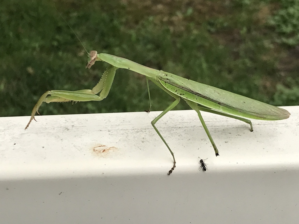 Chinese Mantis from La Vale, MD 21502, USA on September 05, 2021 at 06: ...