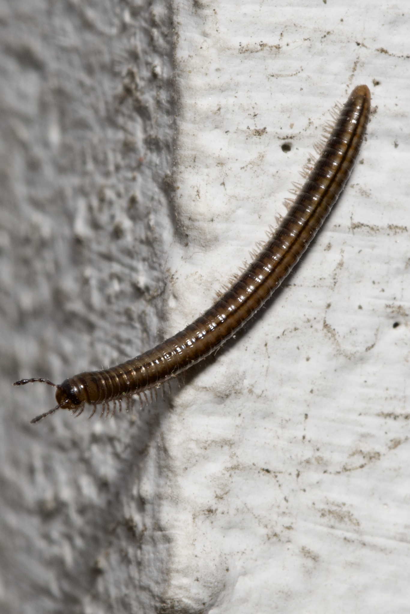 Brachyiulus lusitanus Verhoeff, 1898