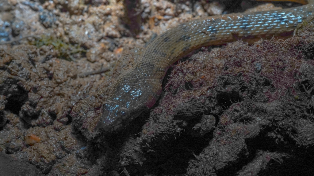 Asian Bockadam from 3WHC+574 ตำบล คลองประสงค์ อำเภอเมืองกระบี่ กระบี่ ...