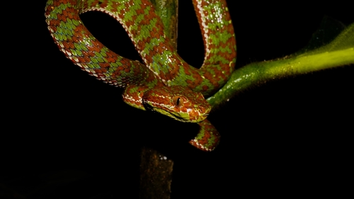 Phuket Pit Viper (Trimeresurus phuketensis) - Snakes and Lizards