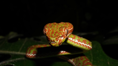 Phuket Pit Viper (Trimeresurus phuketensis) - Snakes and Lizards