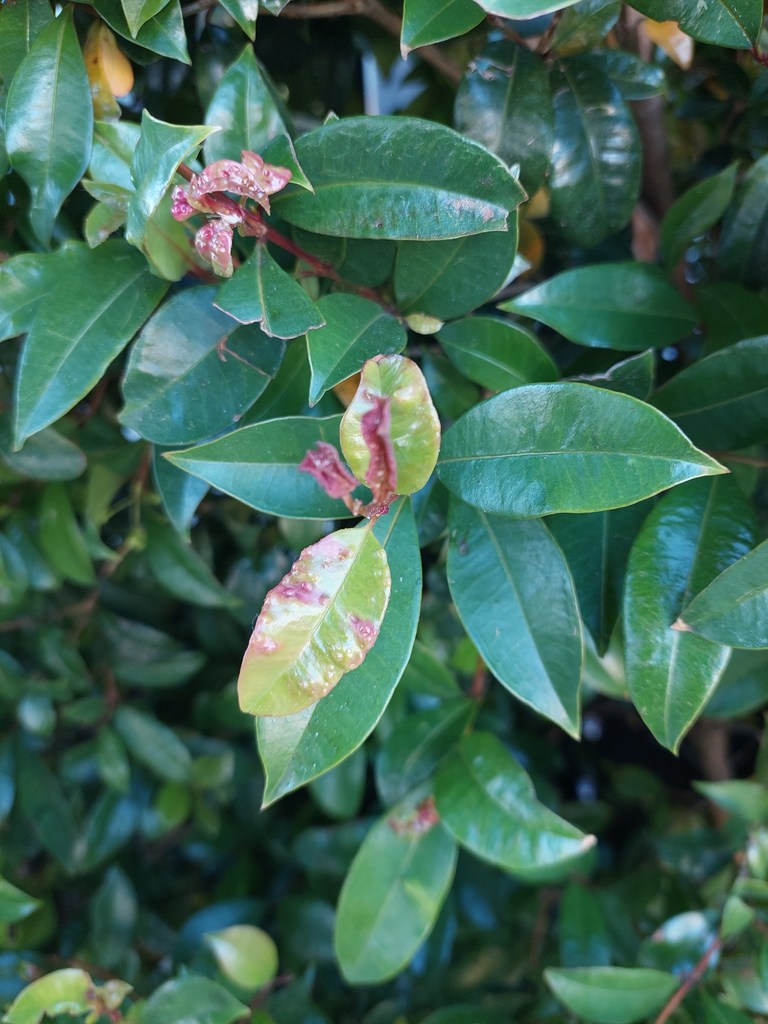 Myrtle Rust from Panmure, Auckland, New Zealand on January 04, 2022 at ...