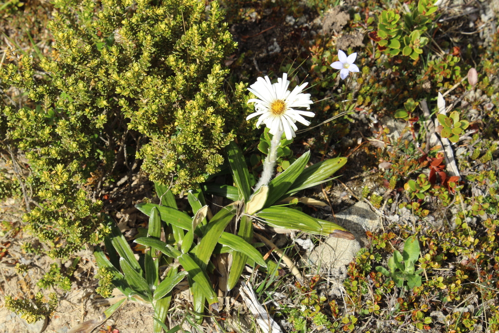 Common Mountain Daisy from Selwyn District, Canterbury, New Zealand on ...
