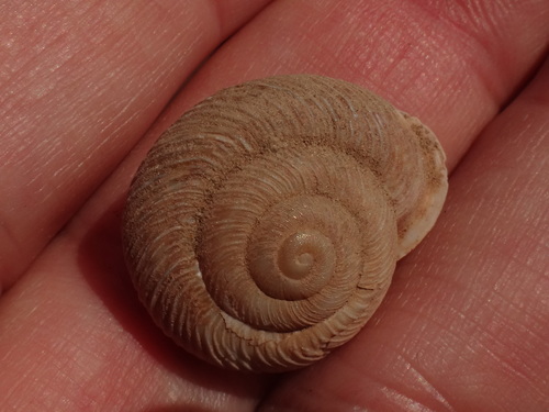 Hemicycla incisogranulata · iNaturalist United Kingdom