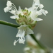 False Bromeliad Plant (Callisia fragrans) · iNaturalist