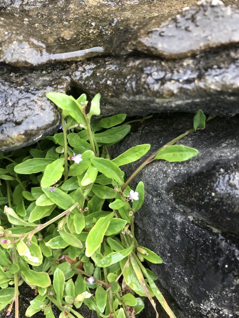 Punakuru from Paparoa National Park, West Coast, NZ on December 29 ...