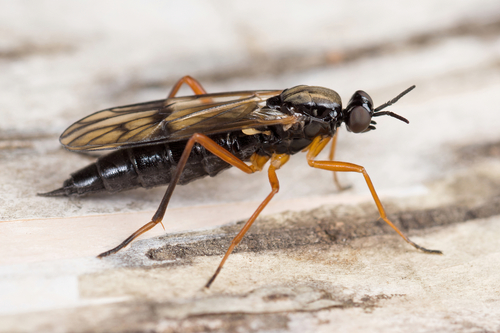 Xylophagus matsumurai · iNaturalist