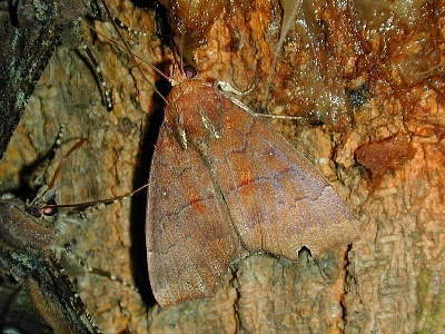 Hibiscus Leaf Caterpillar Moth from Floyd Bennet Field, Brooklyn, NY ...