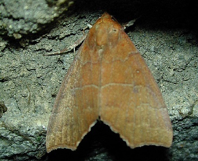 Hibiscus Leaf Caterpillar Moth from Bear Mountain, Tomkins Cove, NY ...