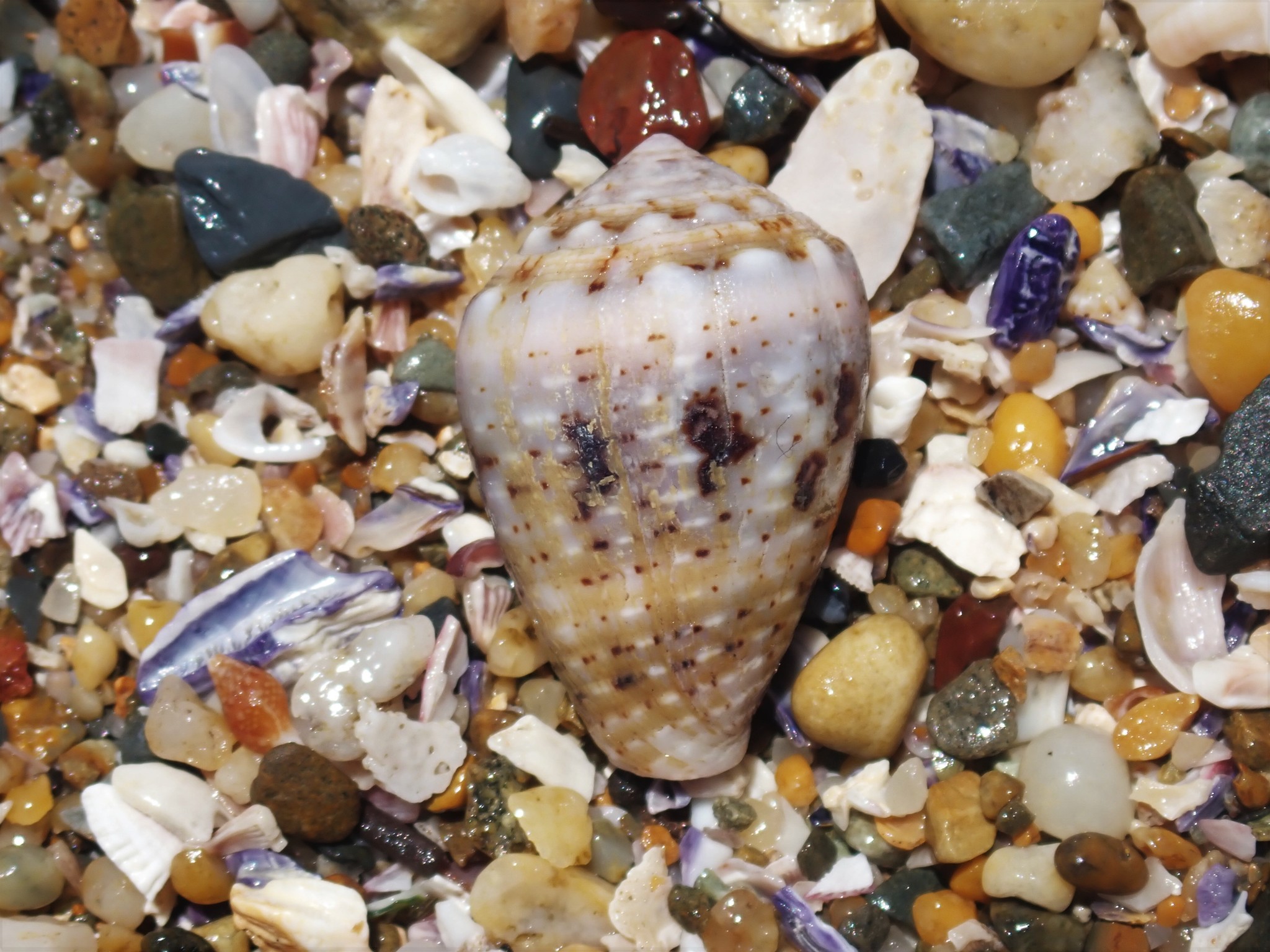 Conus coronatus Gmelin, 1791