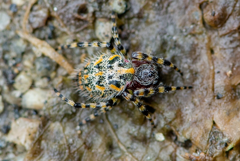 Alpaida alticeps from Vila Santo Henrique, São Paulo - SP, Brasil on ...