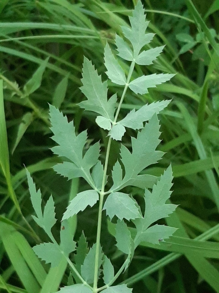 Broad-leaved Spignel (Peucedanum cervaria) - Botanical Realm