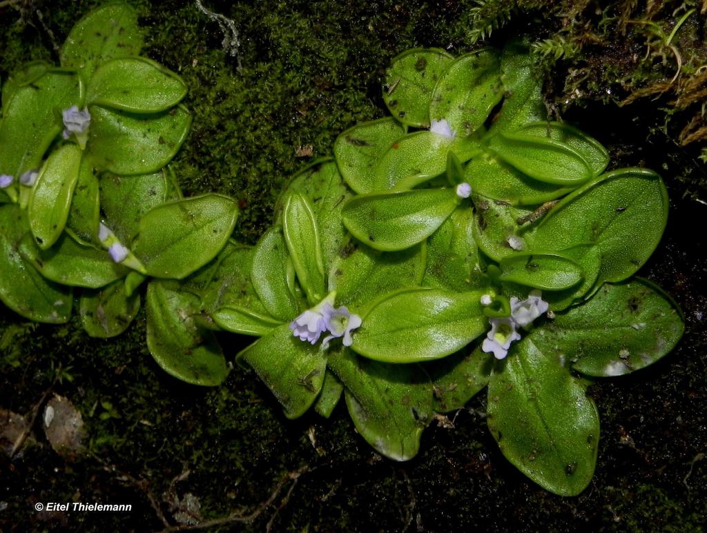 Pinguicula nahuelbutensis from Malleco, Araucanía, Chile on January 16 ...