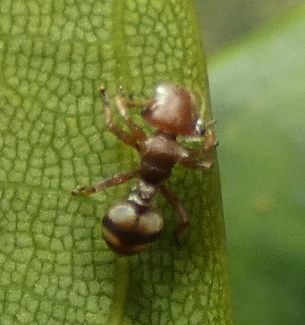 Cephalotes umbraculatus (Fabricius, 1804)