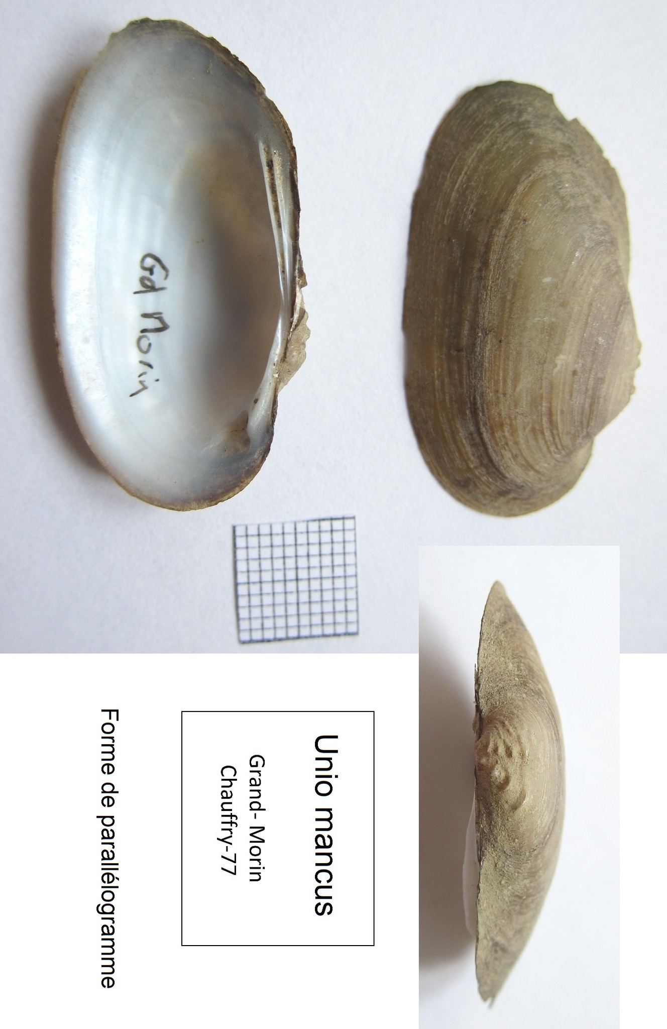 Unio mancus Lamarck, 1819
