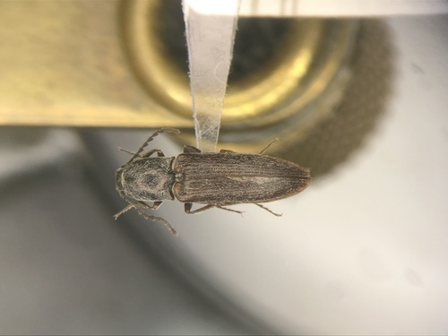 Limonius anceps · iNaturalist