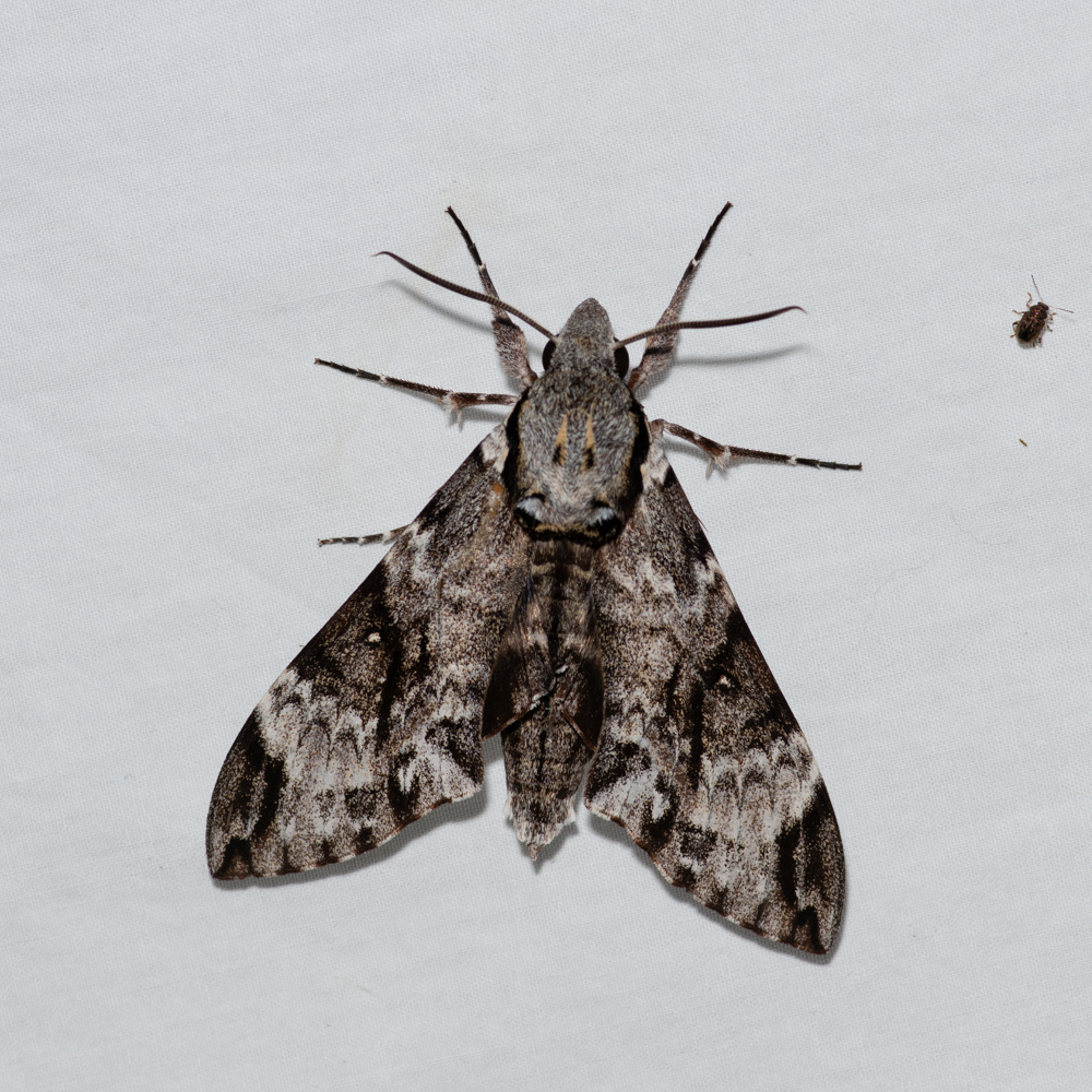 Psilogramma menephron Cramer, 1780